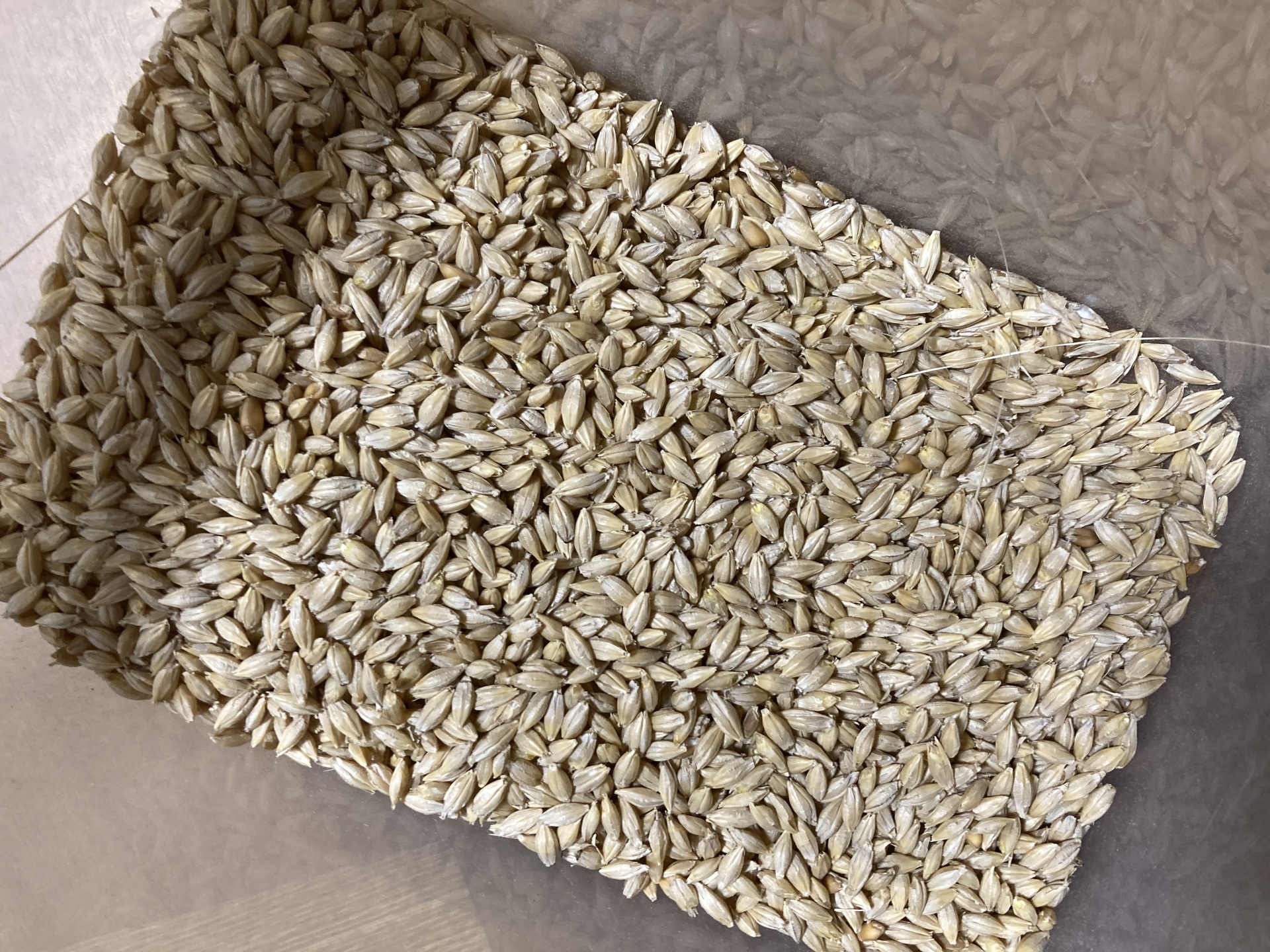 大麦36 ノギの長い二条大麦の脱穀: 畑の作物なんでも実験続き2